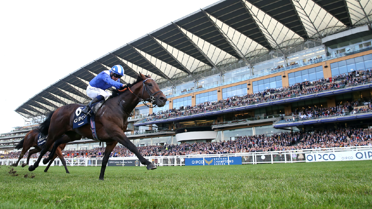 Brilliant Baaeed puts perfect record on the line in Juddmonte ...