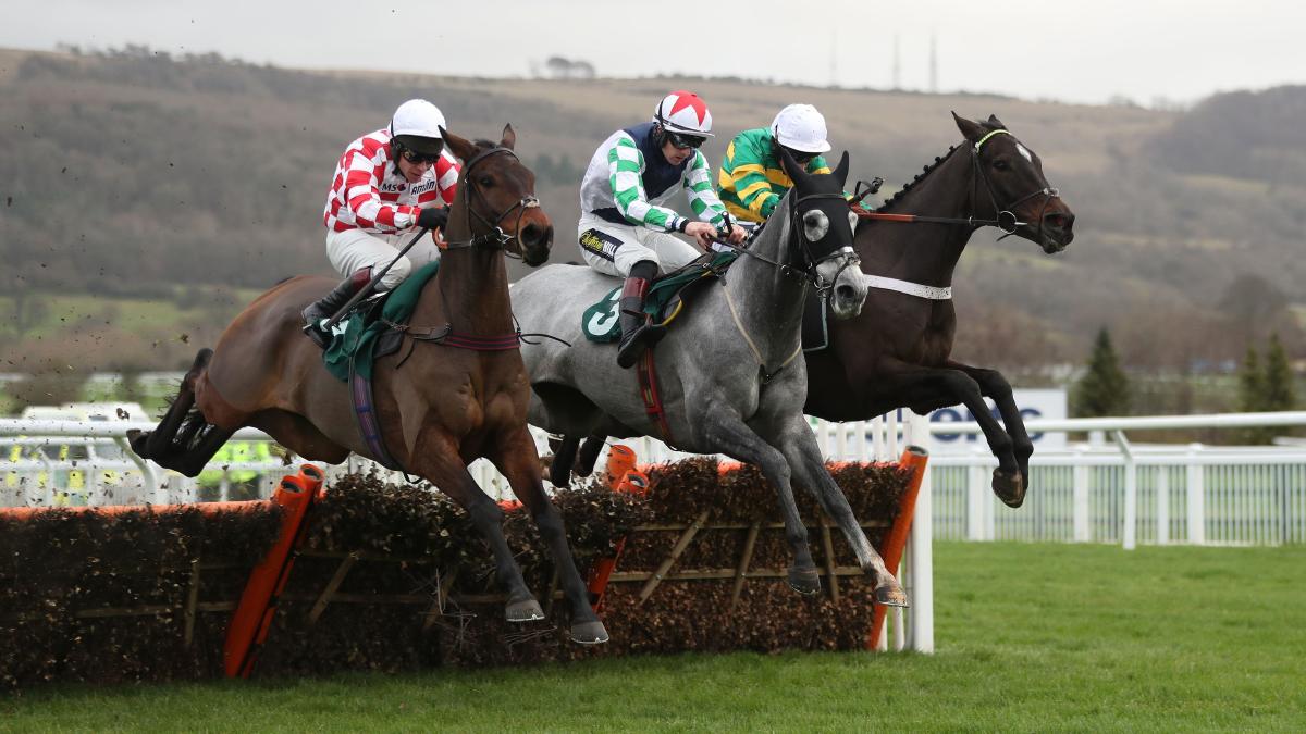 Cheltenham racing tips: Trends suggest Afadil and Luccia can defy ...