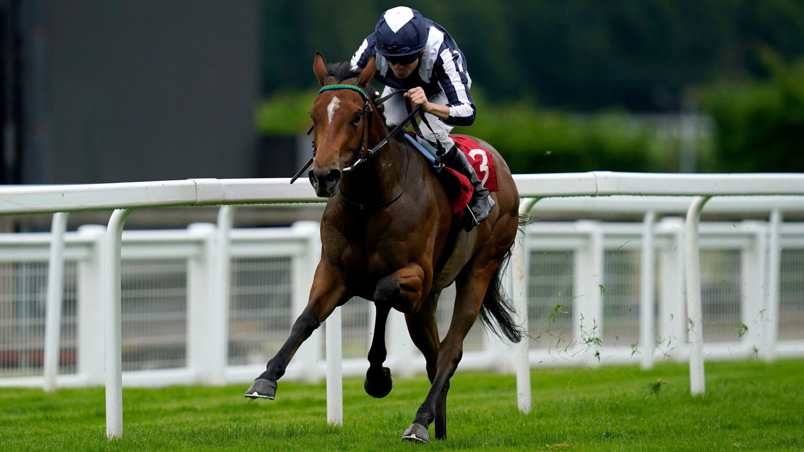 Small setback puts Celestial Orbit out of May Hill Stakes