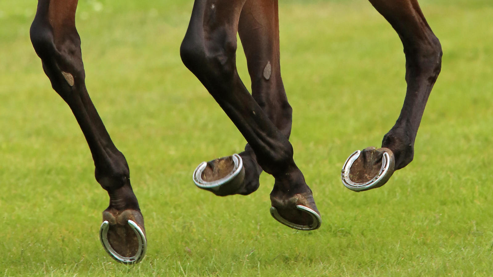 Renowned French stud put on the market by Niarchos family | PlanetSport